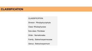 BATRACHOSPERMUM (RED ALGAE) general microbiology and microbial ...