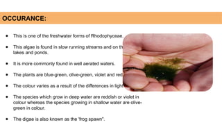 BATRACHOSPERMUM (RED ALGAE) general microbiology and microbial ...