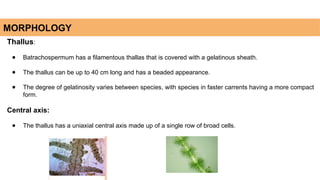 BATRACHOSPERMUM (RED ALGAE) general microbiology and microbial ...