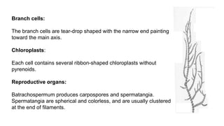 BATRACHOSPERMUM (RED ALGAE) general microbiology and microbial ...
