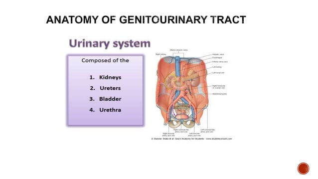 Genitourinary Radiology MD USM (15/20) | PPTX | Digestive Disorders ...