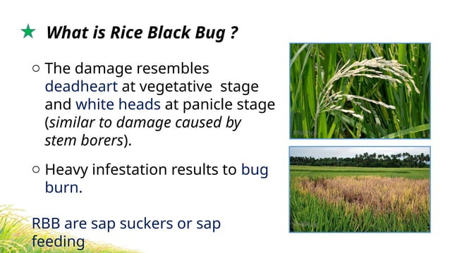 Rice Black Bug and Its Management Options.pptx
