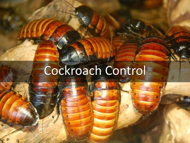 Rbb environmental presentation | PPTX