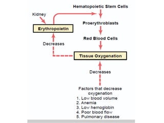 Life Cycle Of Red Blood Cells Diagram