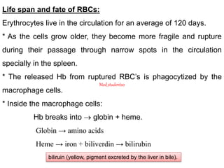 Red Blood Corpuscles | PPTX