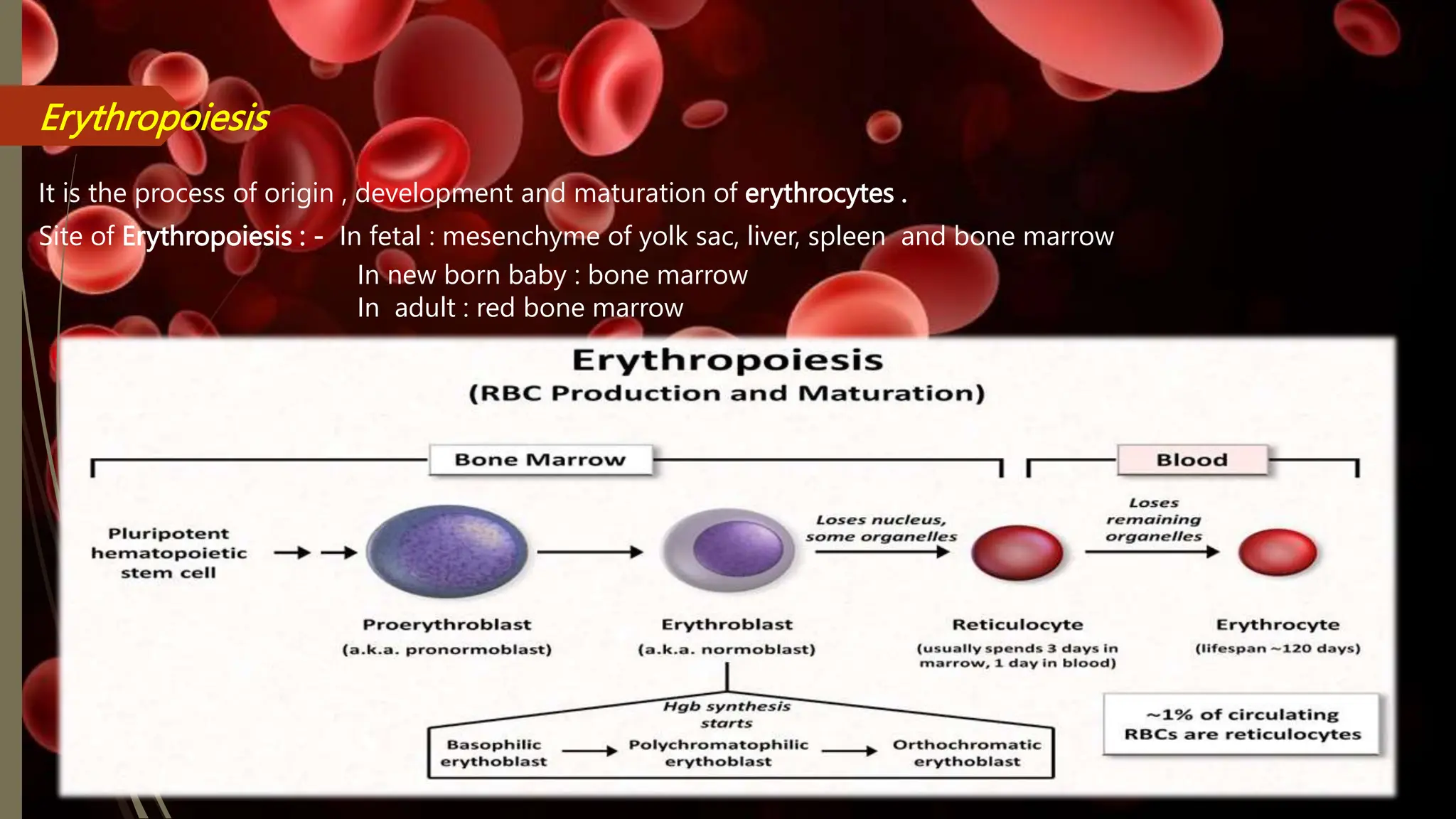 RBC.pptx RBC ppt RBC ppt rbc rbc rbc rbc rbc rbc rbc | PPT