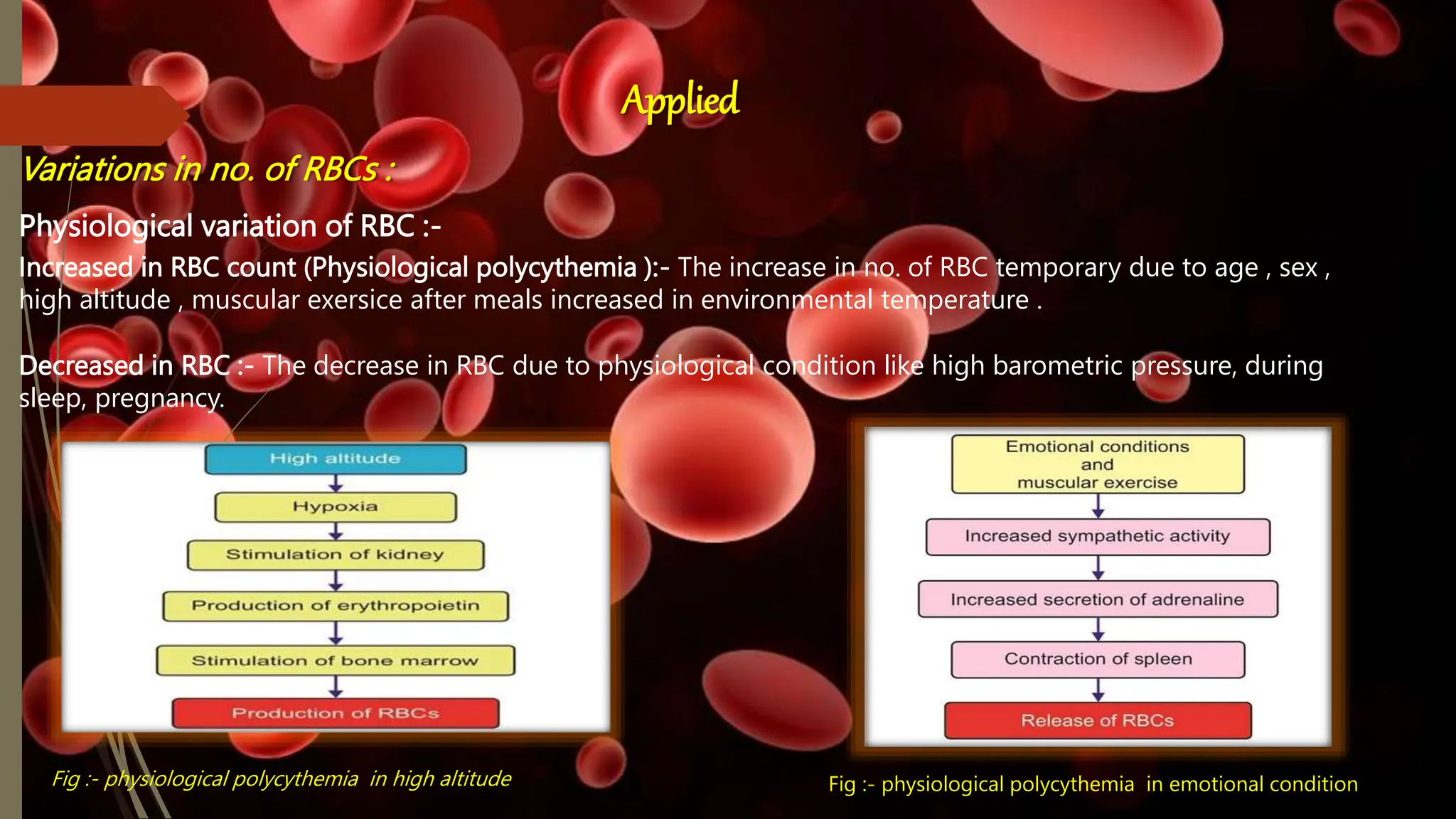 RBC.pptx RBC ppt RBC ppt rbc rbc rbc rbc rbc rbc rbc | PPT