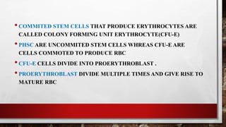 RED BLOOD CORPOSULES(RBC) | PPT