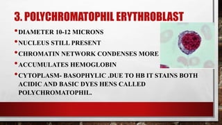 RED BLOOD CORPOSULES(RBC) | PPT