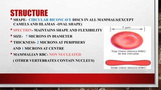 RED BLOOD CORPOSULES(RBC) | PPT