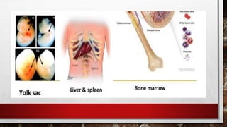 RED BLOOD CORPOSULES(RBC) | PPT