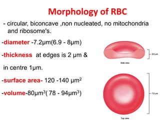 Erythropoiesis | PPT