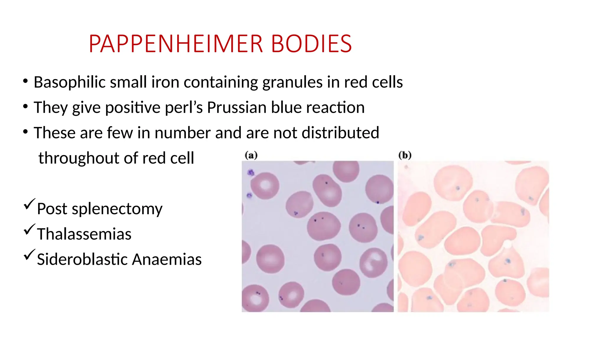 rbc ajin (1).pptx rbc morphology, morphology | PPTX