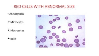 rbc ajin (1).pptx rbc morphology, morphology | PPTX