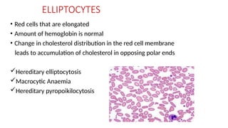 rbc ajin (1).pptx rbc morphology, morphology | PPTX