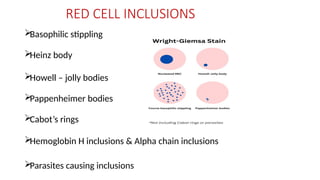 rbc ajin (1).pptx rbc morphology, morphology | PPTX