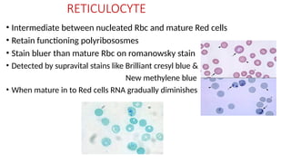 rbc ajin (1).pptx rbc morphology, morphology | PPTX | Blood Disorders ...