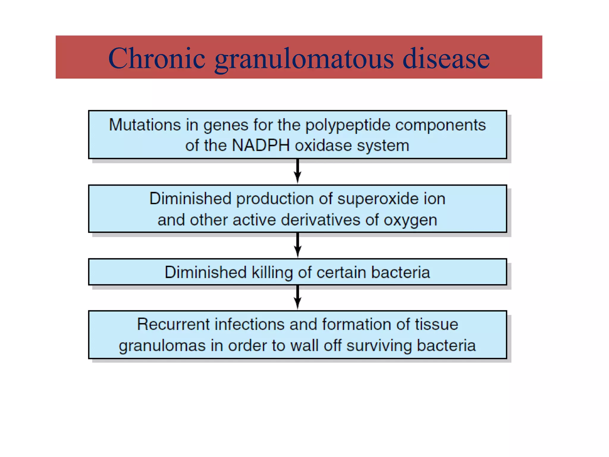 Rbc and wbc metabolism | PDF