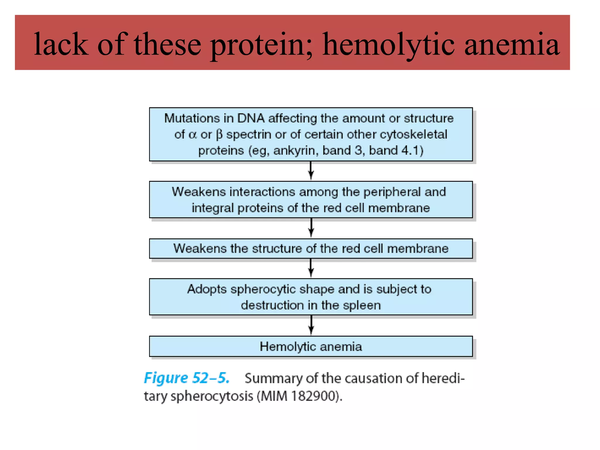 Rbc and wbc metabolism | PDF