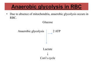Rbc and wbc metabolism | PPT