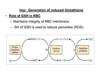 Rbc and wbc metabolism | PDF