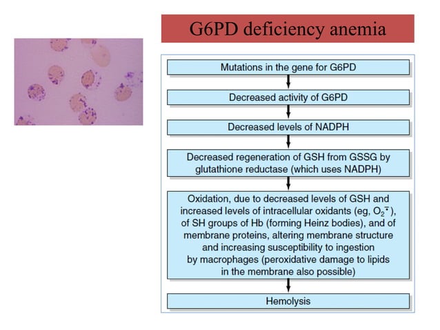 Rbc and wbc metabolism | PPT