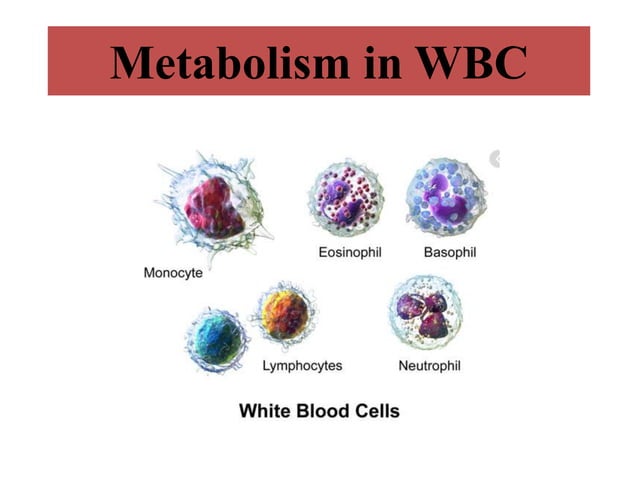 Rbc and wbc metabolism | PPT