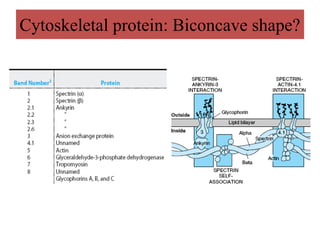 Rbc and wbc metabolism | PPT