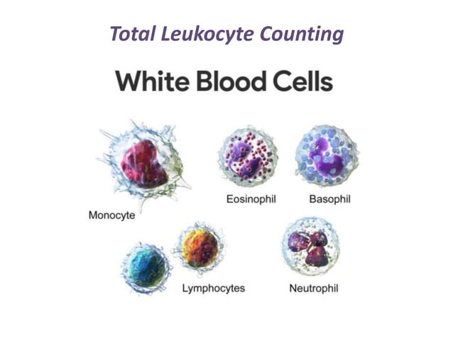 RBC count and WBC count | PPTX | Blood Disorders | Diseases and Conditions