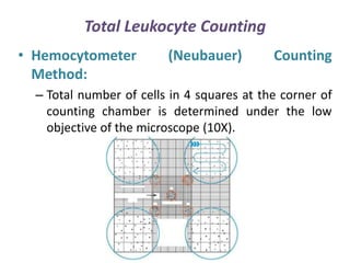 RBC count and WBC count | PPTX