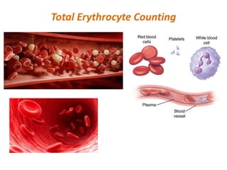 RBC count and WBC count | PPTX
