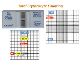 RBC count and WBC count | PPTX