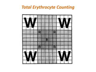 RBC count and WBC count | PPTX