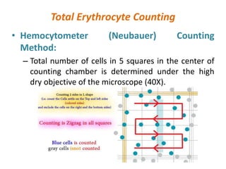 RBC count and WBC count | PPT