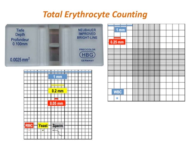 RBC count and WBC count