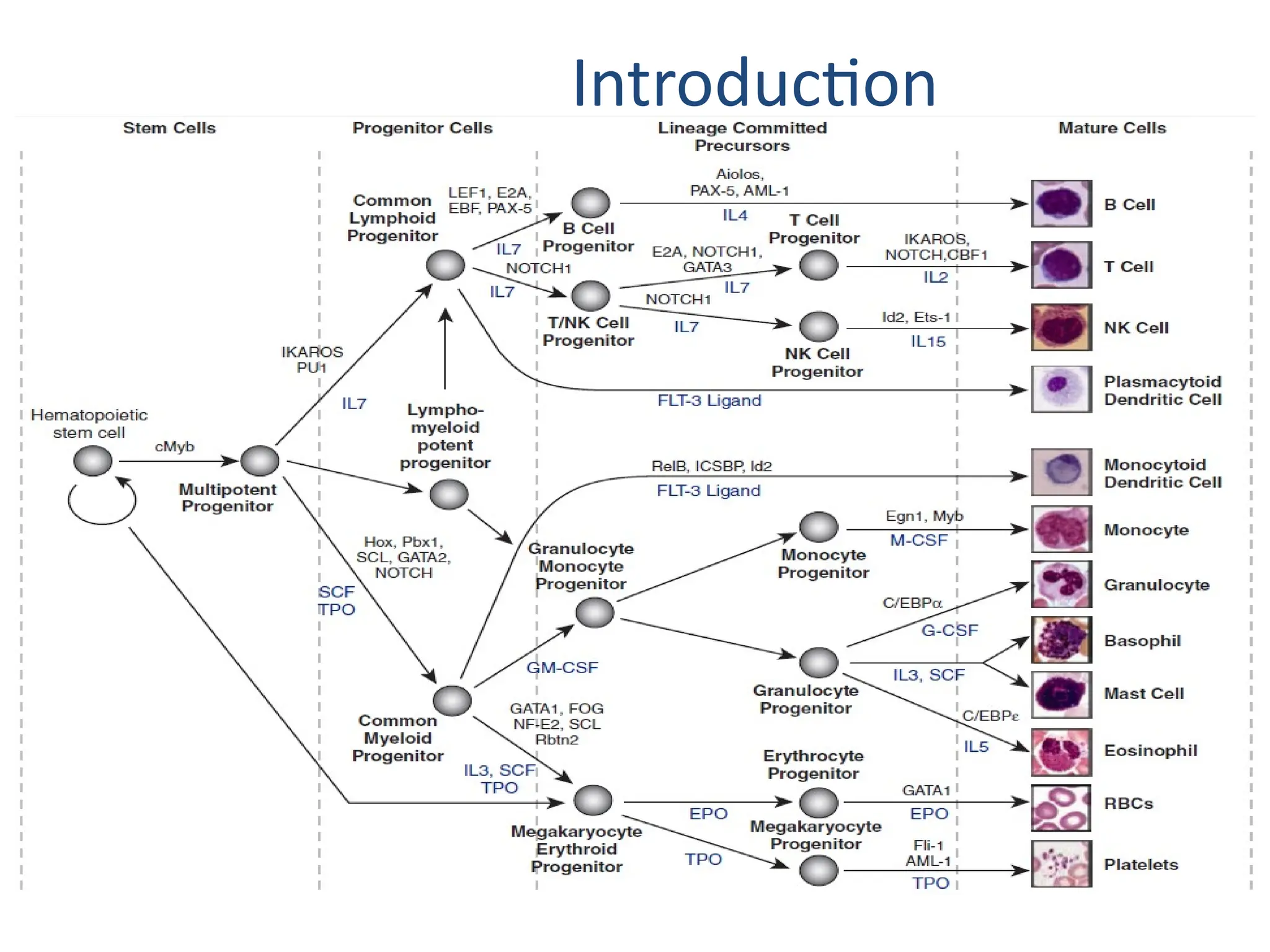 Approach to RBC disorders, anemia microcytic | PPT