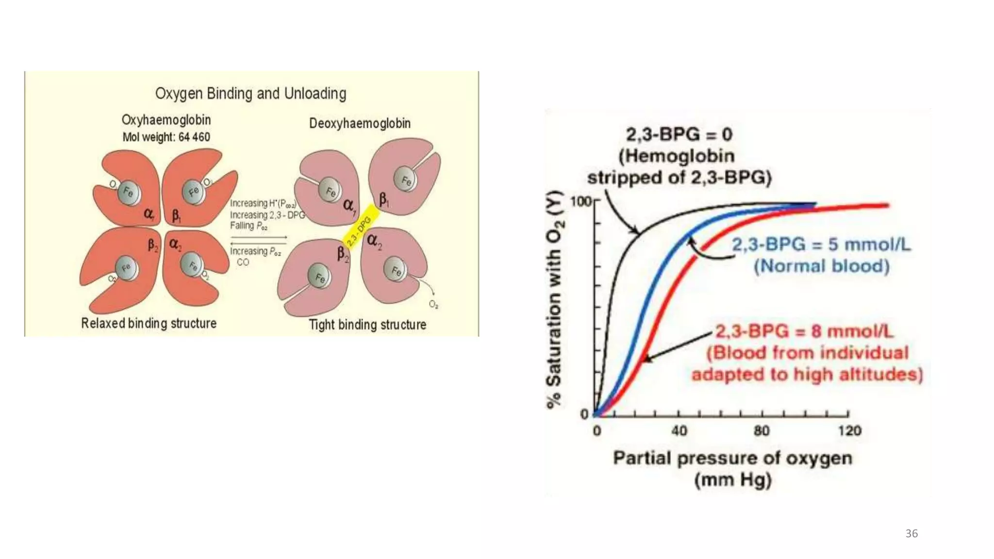 Metabolism of RBC and RBC Enzymopathies | PPTX