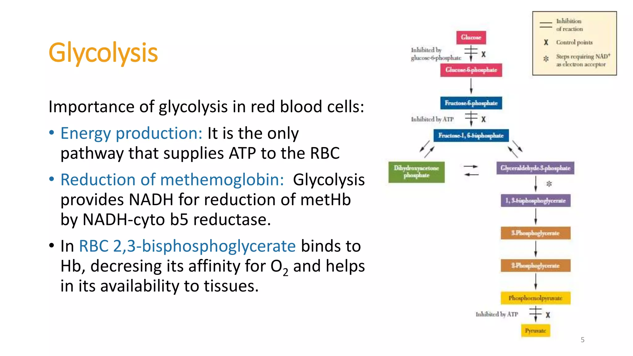Metabolism of RBC and RBC Enzymopathies | PPTX
