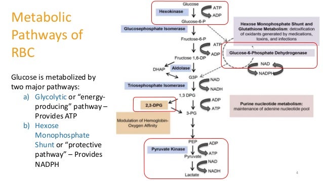 Metabolism of RBC and RBC Enzymopathies