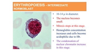 RBC and erythropoiesis | PPSX
