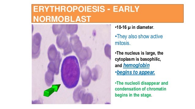 RBC and erythropoiesis