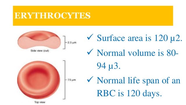 RBC and erythropoiesis