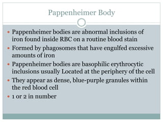 Pappenheimer Bodies