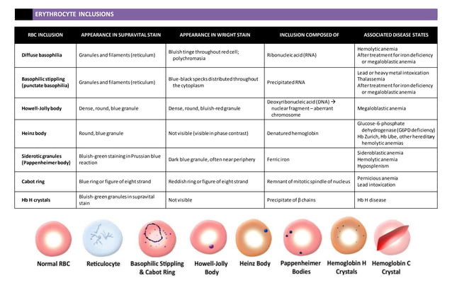 RBC Inclusions | DOCX | Blood Disorders | Diseases and Conditions