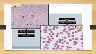 RBC INDICES final.pptx