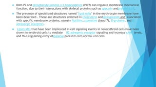 Rbc membrane | PPTX