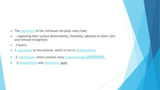 Rbc membrane | PPTX