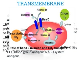 Rbc membrane | PPTX