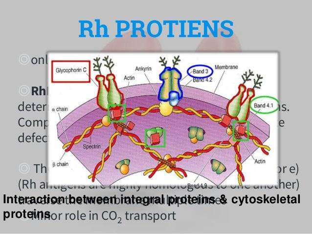 Rbc membrane