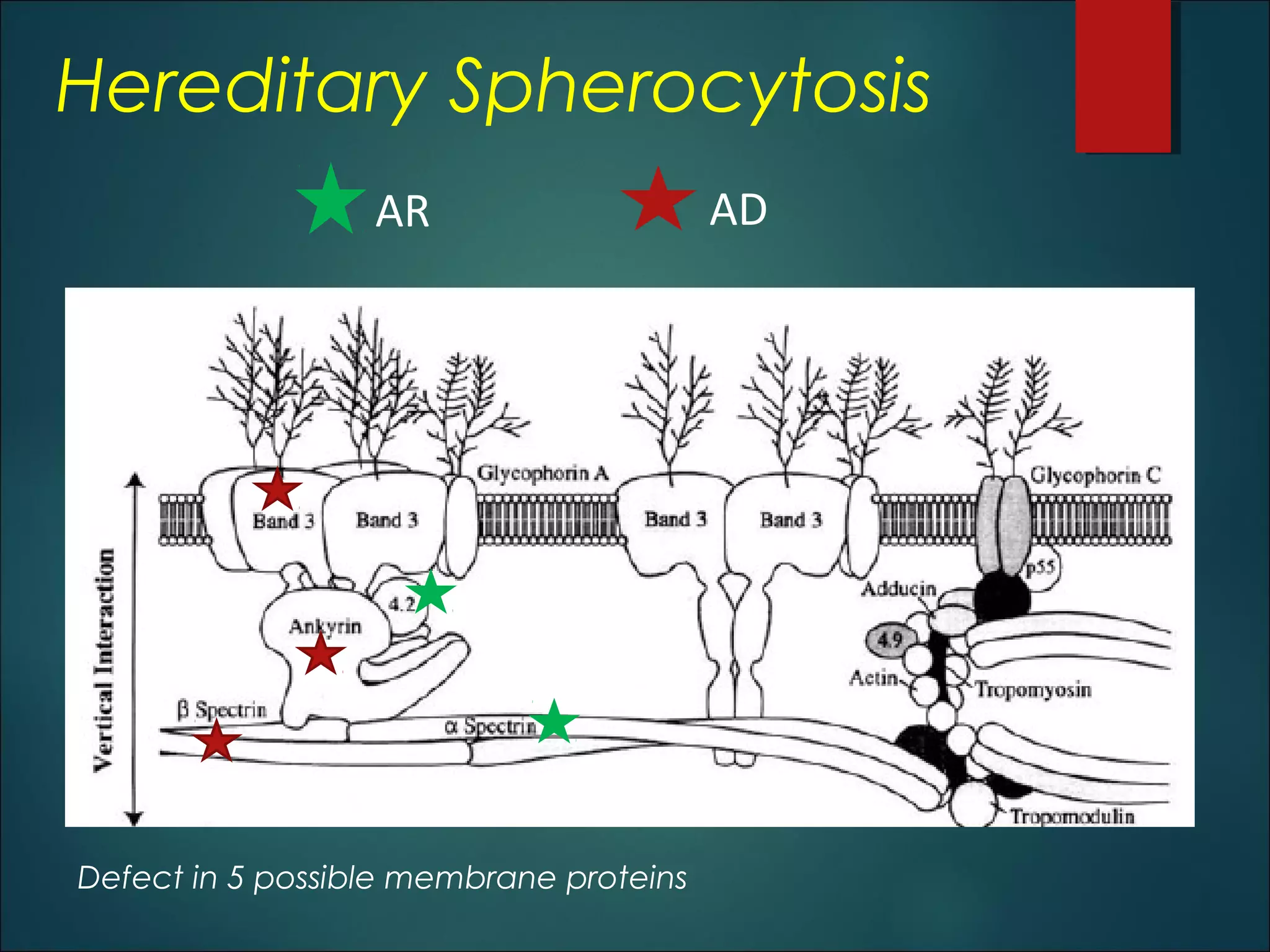 RBC Membrane Defects | PPT